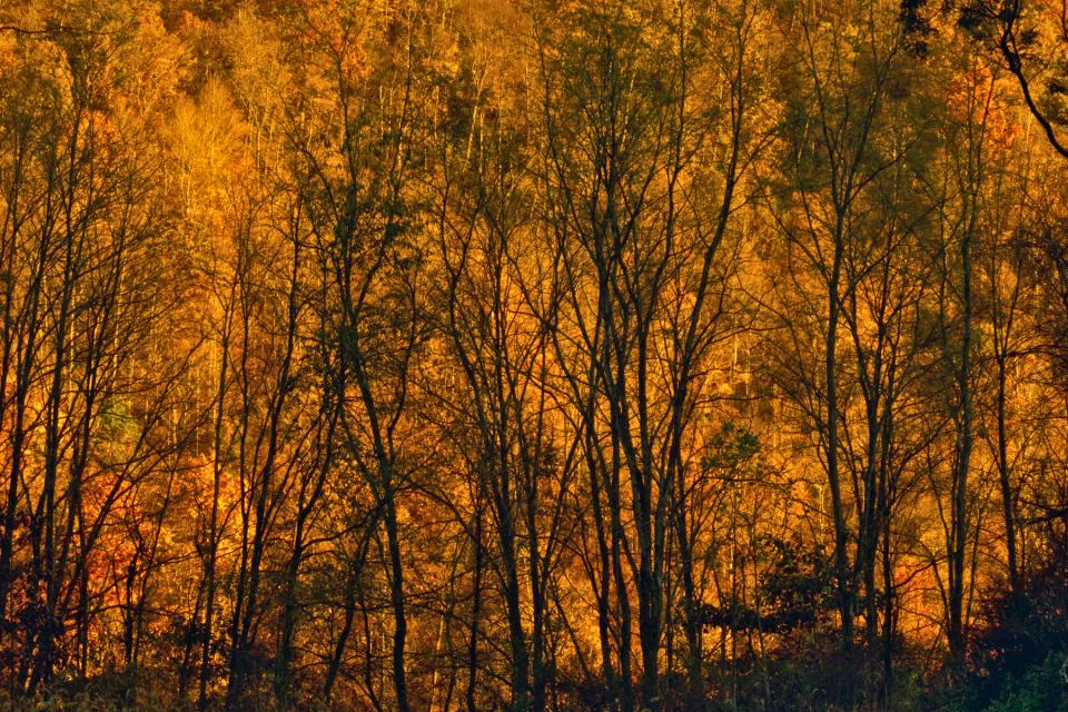 Late Fall Afternoon | Shutterbug
